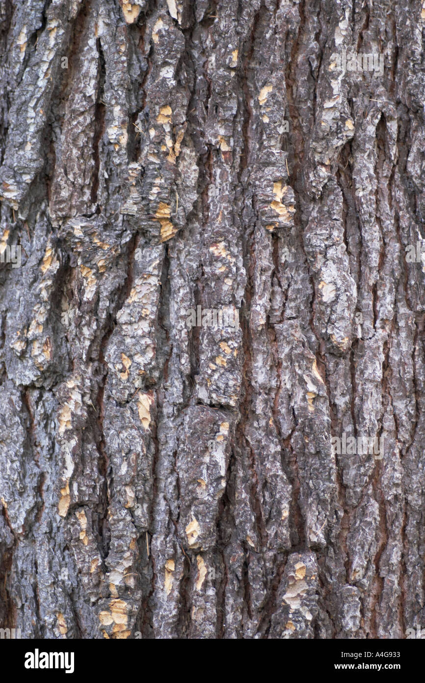 Bark of Cedrus lebani Cedar of Lebanon tree Stock Photo - Alamy