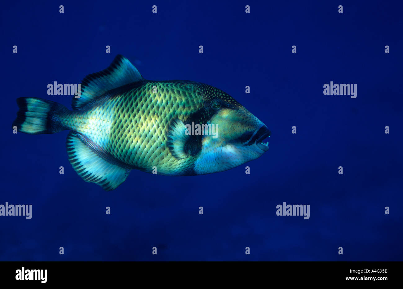Balistoides viridescens, Large Titan trigger fish, Maldives, Indian ...