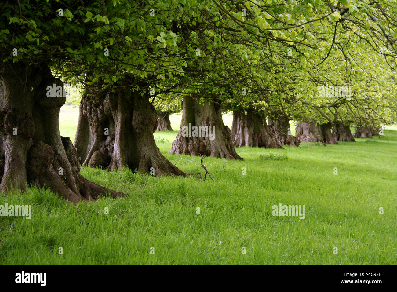 Meadow drive hi-res stock photography and images - Alamy