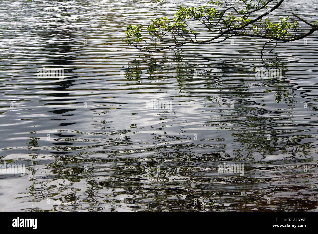 Ripples on water surface in forest pond Stock Photo - Alamy
