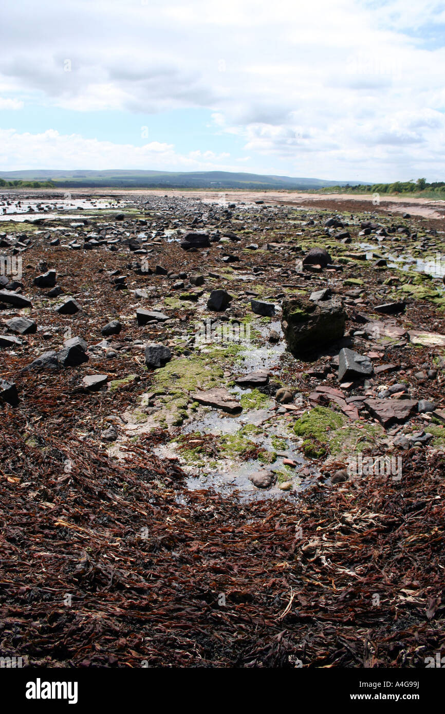 Stone pebbles at sea shore beach in Scotland Stock Photo - Alamy