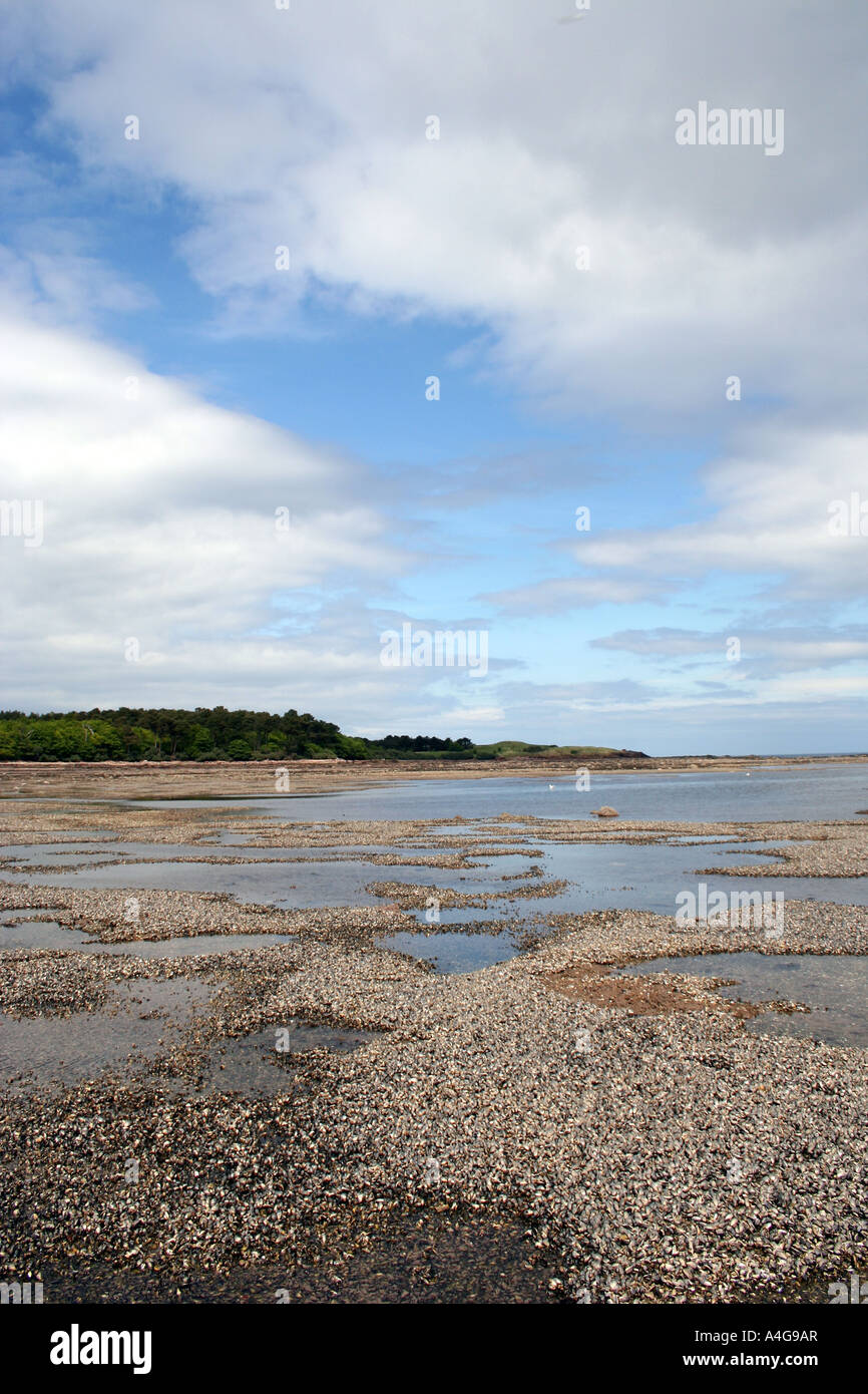 Stone pebbles at sea shore beach in Scotland Stock Photo - Alamy