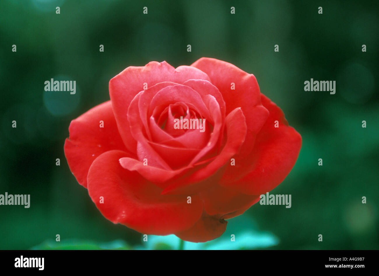 Arianna rose hi-res stock photography and images - Alamy