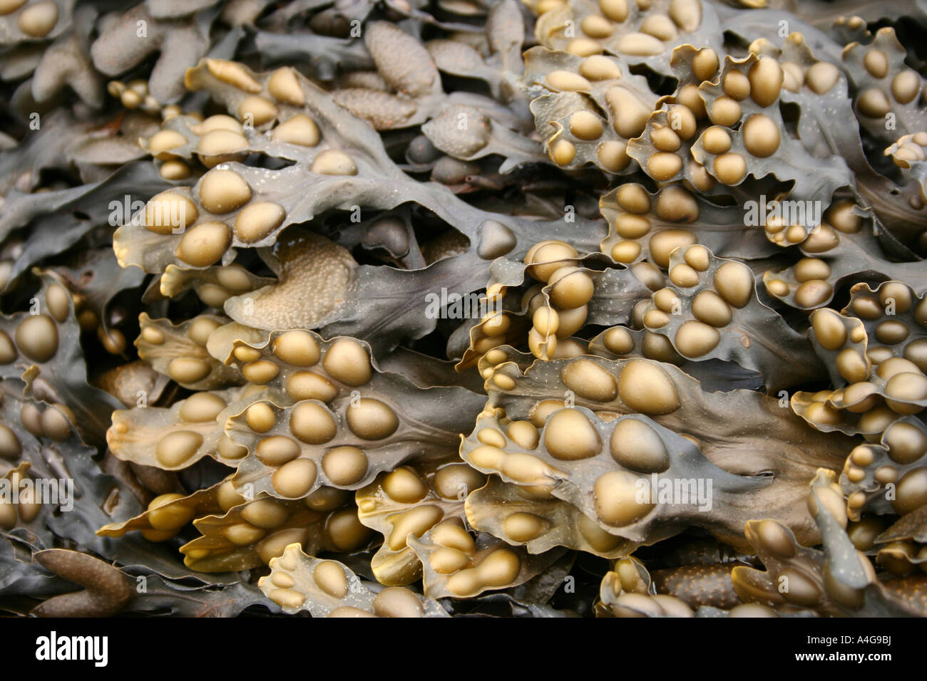 Colourful yellow and black algae seaweed wet Stock Photo - Alamy