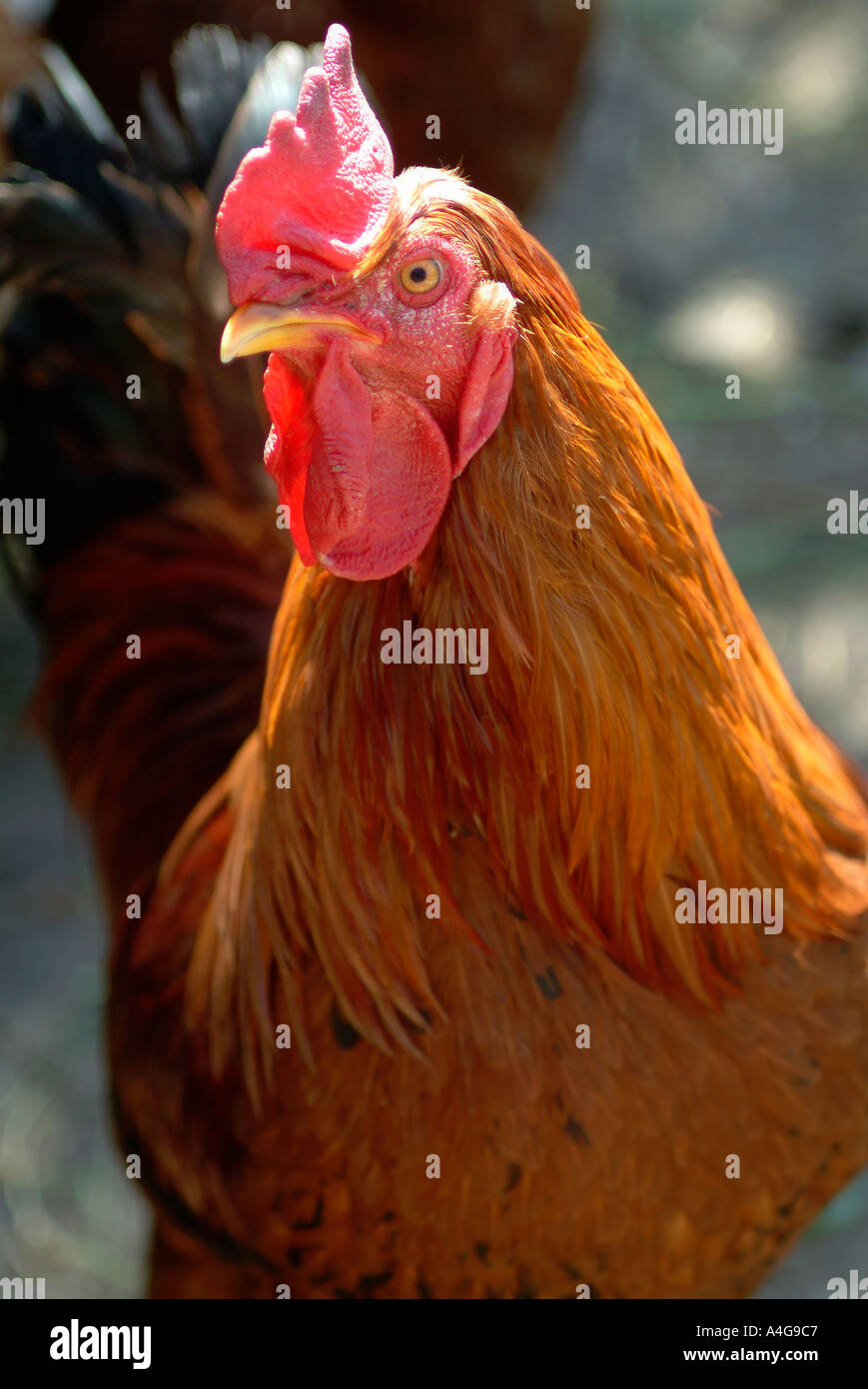 Rhode island red rooster hi-res stock photography and images - Alamy