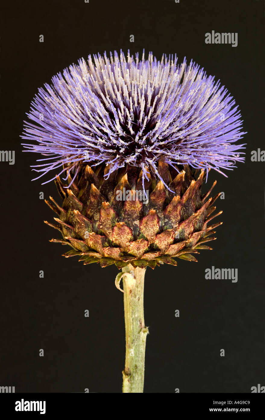 Thistle head black background centered Stock Photo - Alamy