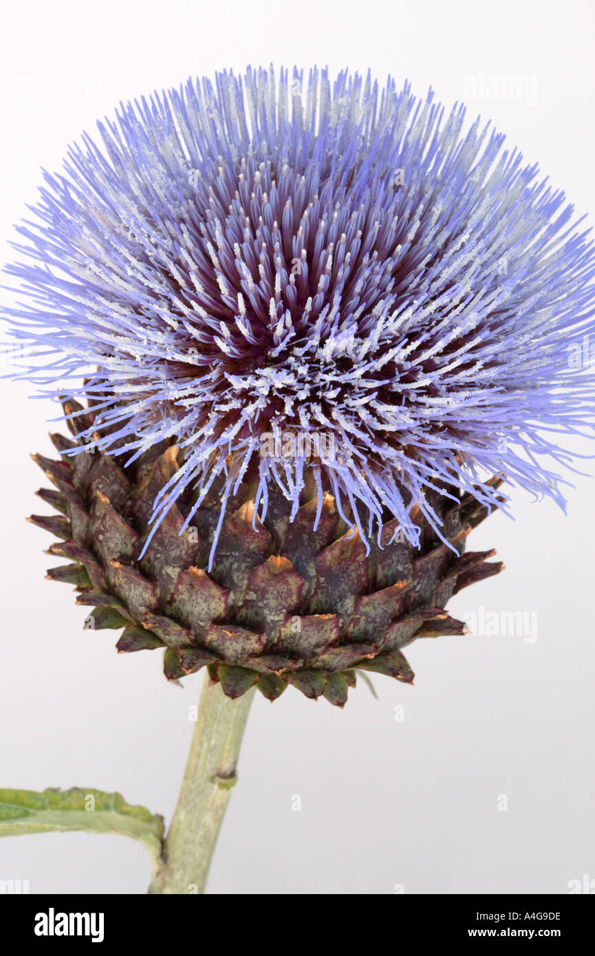 Form head hi-res stock photography and images - Alamy