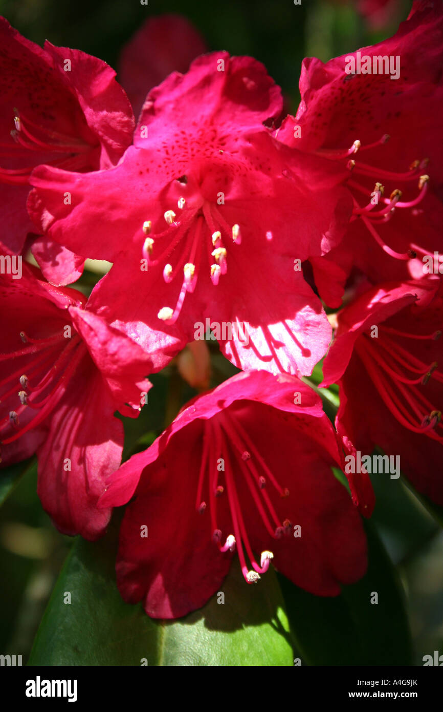 Red blooming rhododendron flower, detail Stock Photo - Alamy
