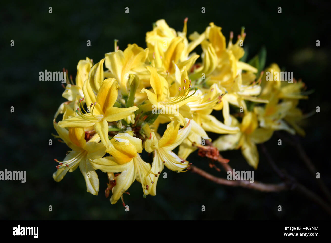 Yellow blooming rhododendron flower, detail Stock Photo - Alamy