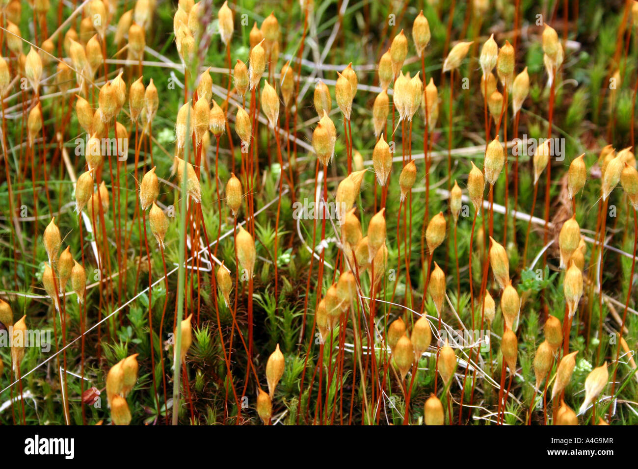 Moss flowers, detail, closeup Stock Photo - Alamy