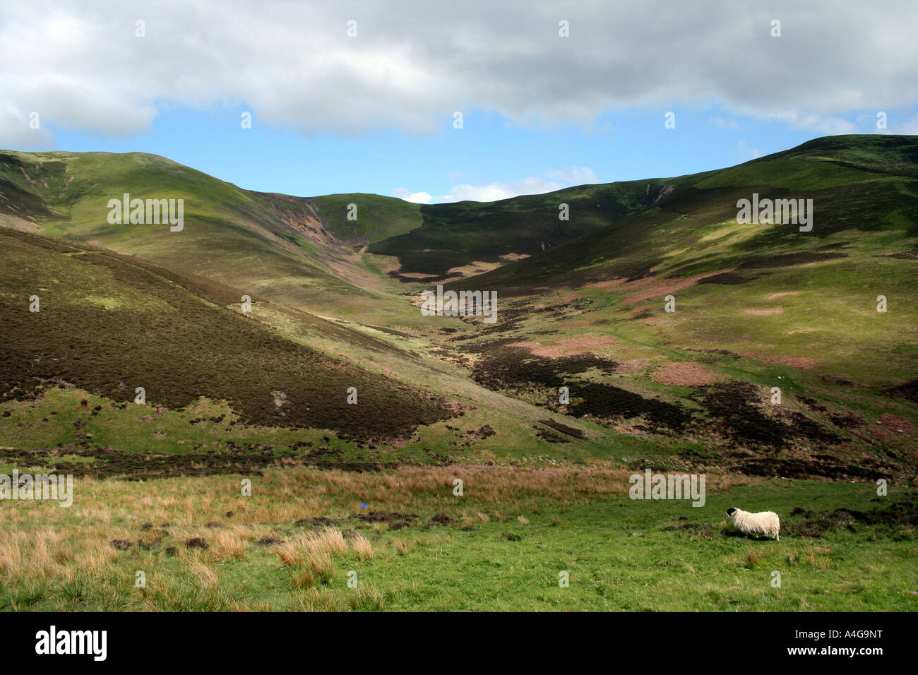 Peeblesshire scotland hi-res stock photography and images - Alamy