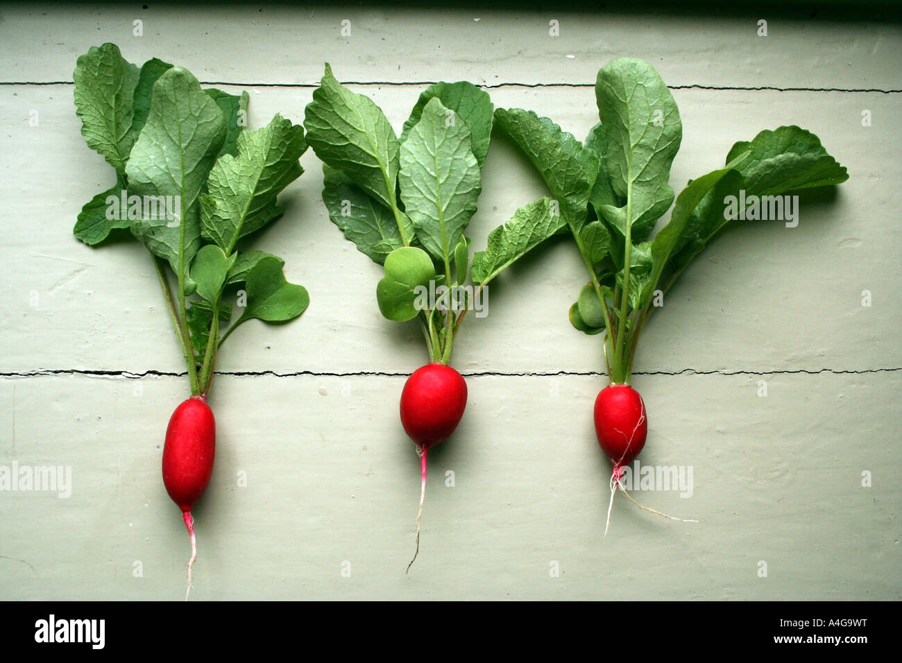Three red raddish with green leaf lying on desk Stock Photo - Alamy