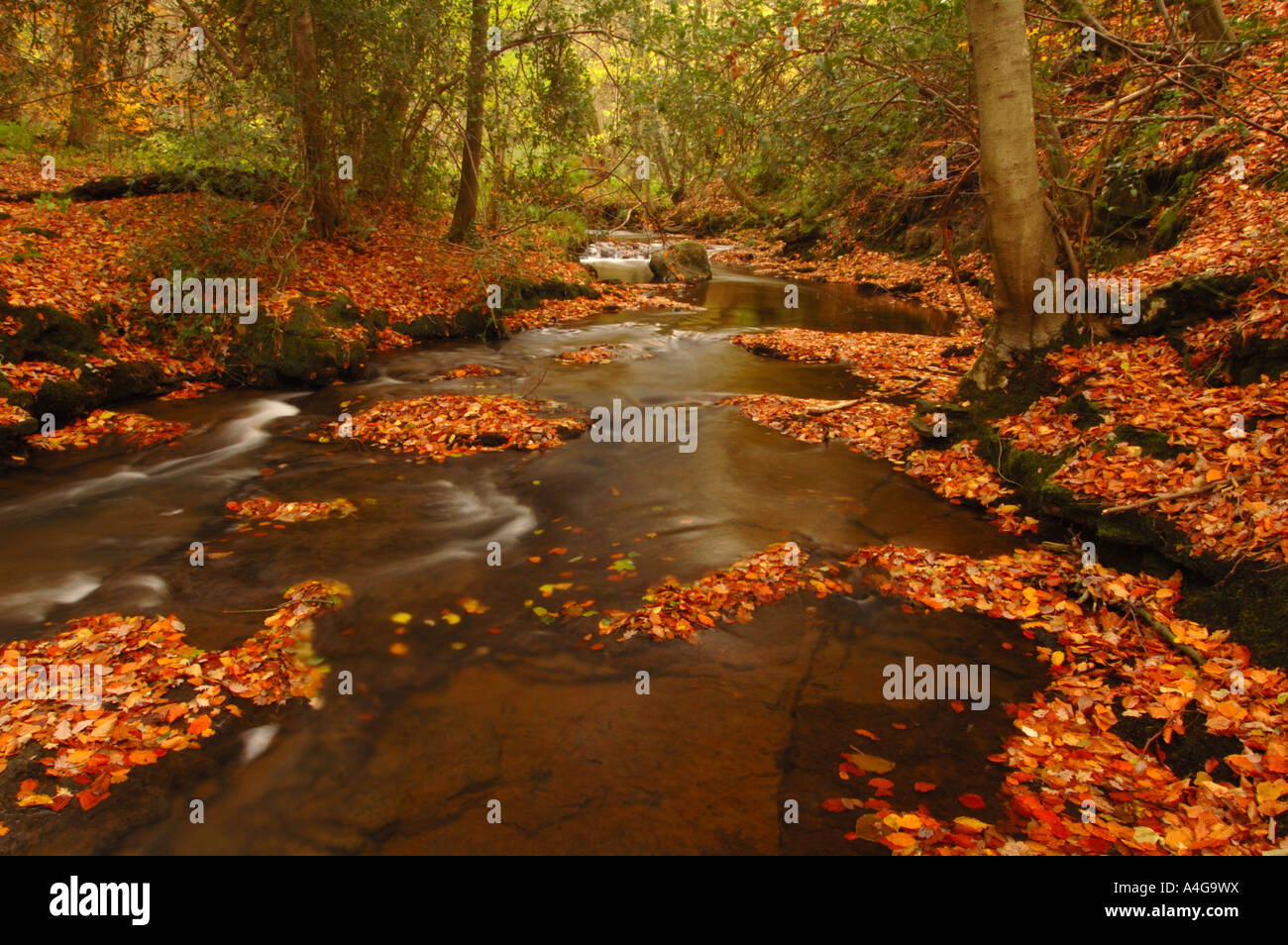 May Beck, Littlebeck, North Yorkshire Moors Stock Photo - Alamy