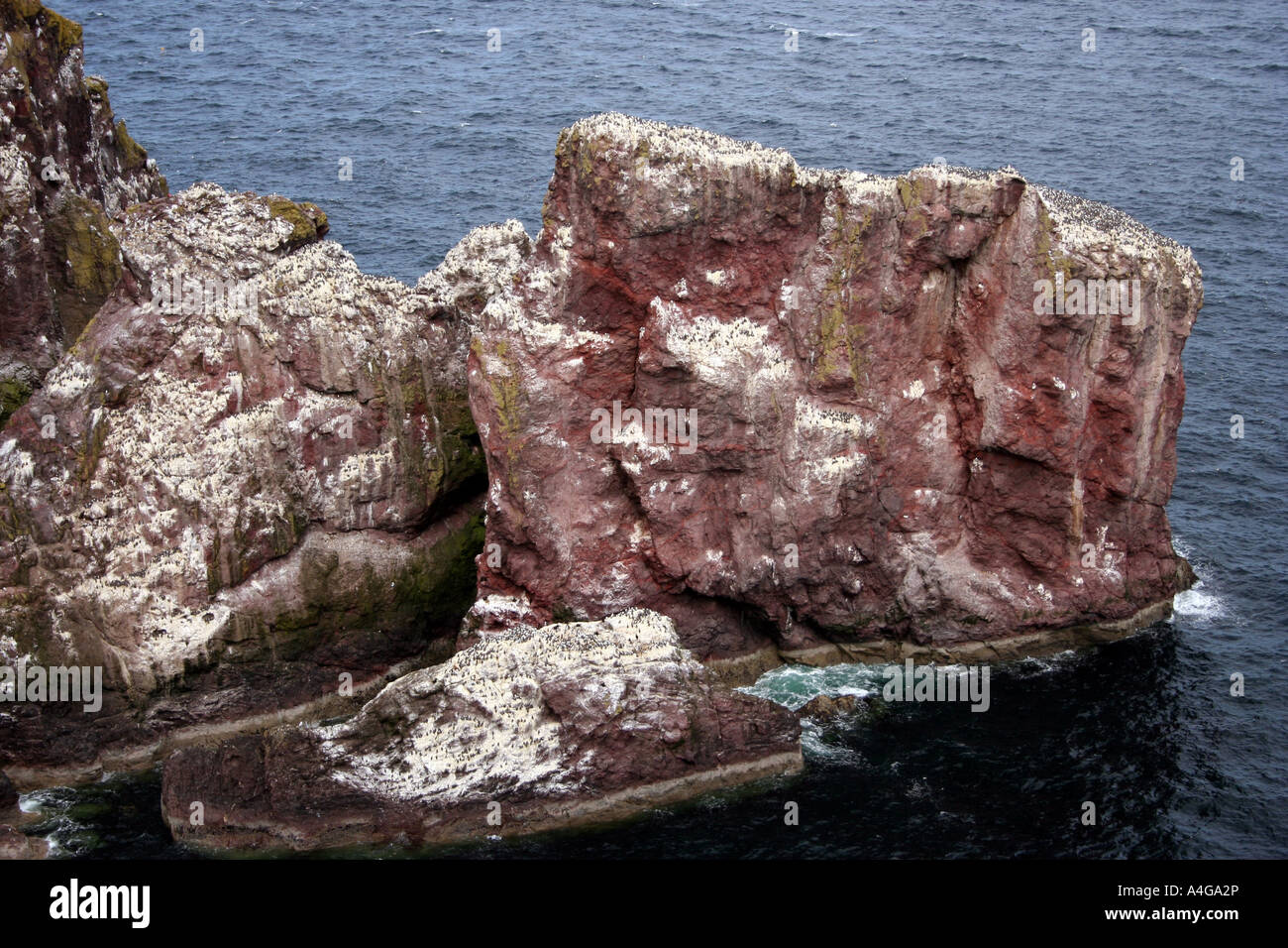 Cliffs at St. Abbs seashore, Scotland Stock Photo - Alamy