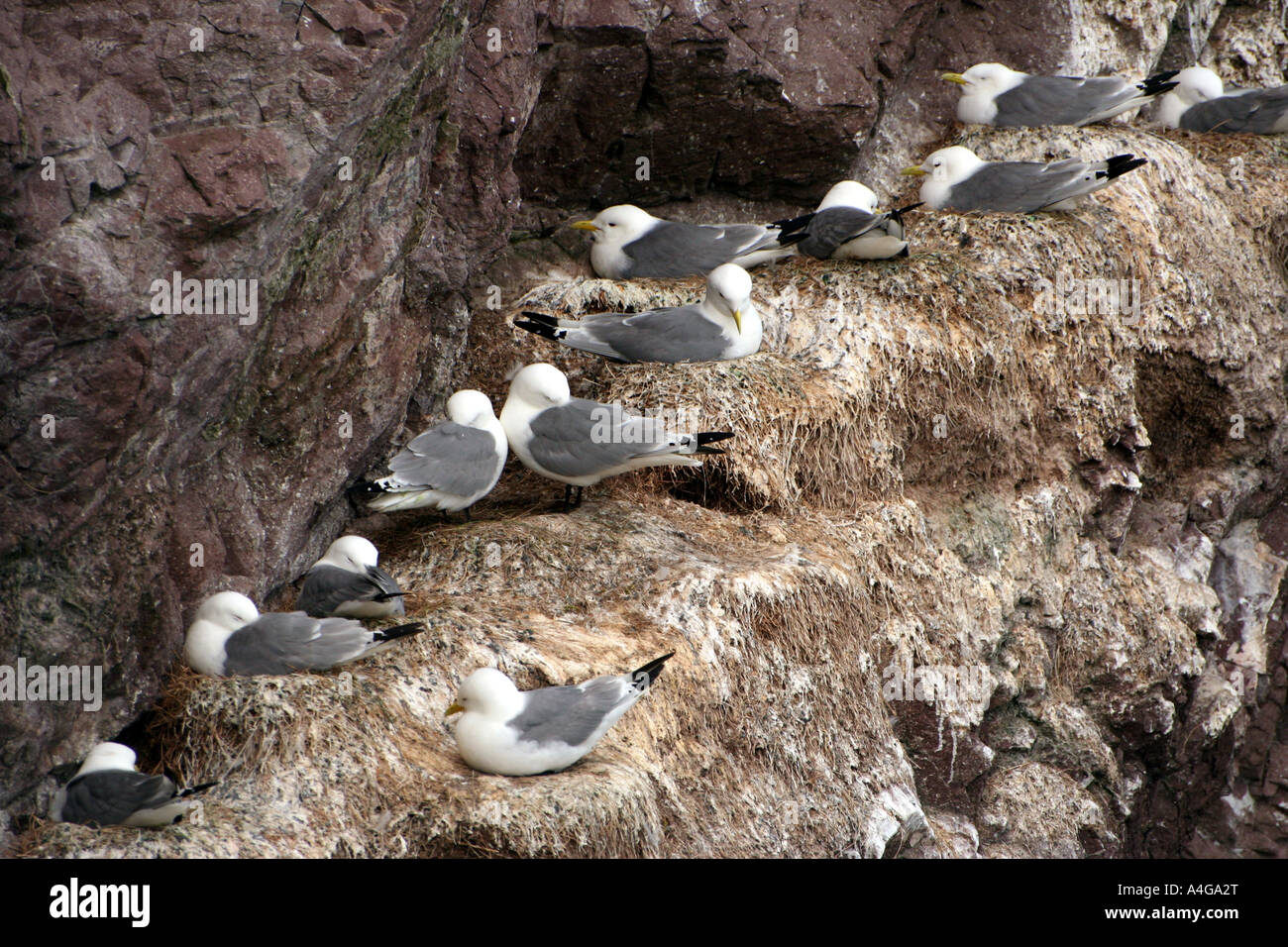 Nesting birds at cliffs at St. Abbs seashore, Scotland Stock Photo - Alamy
