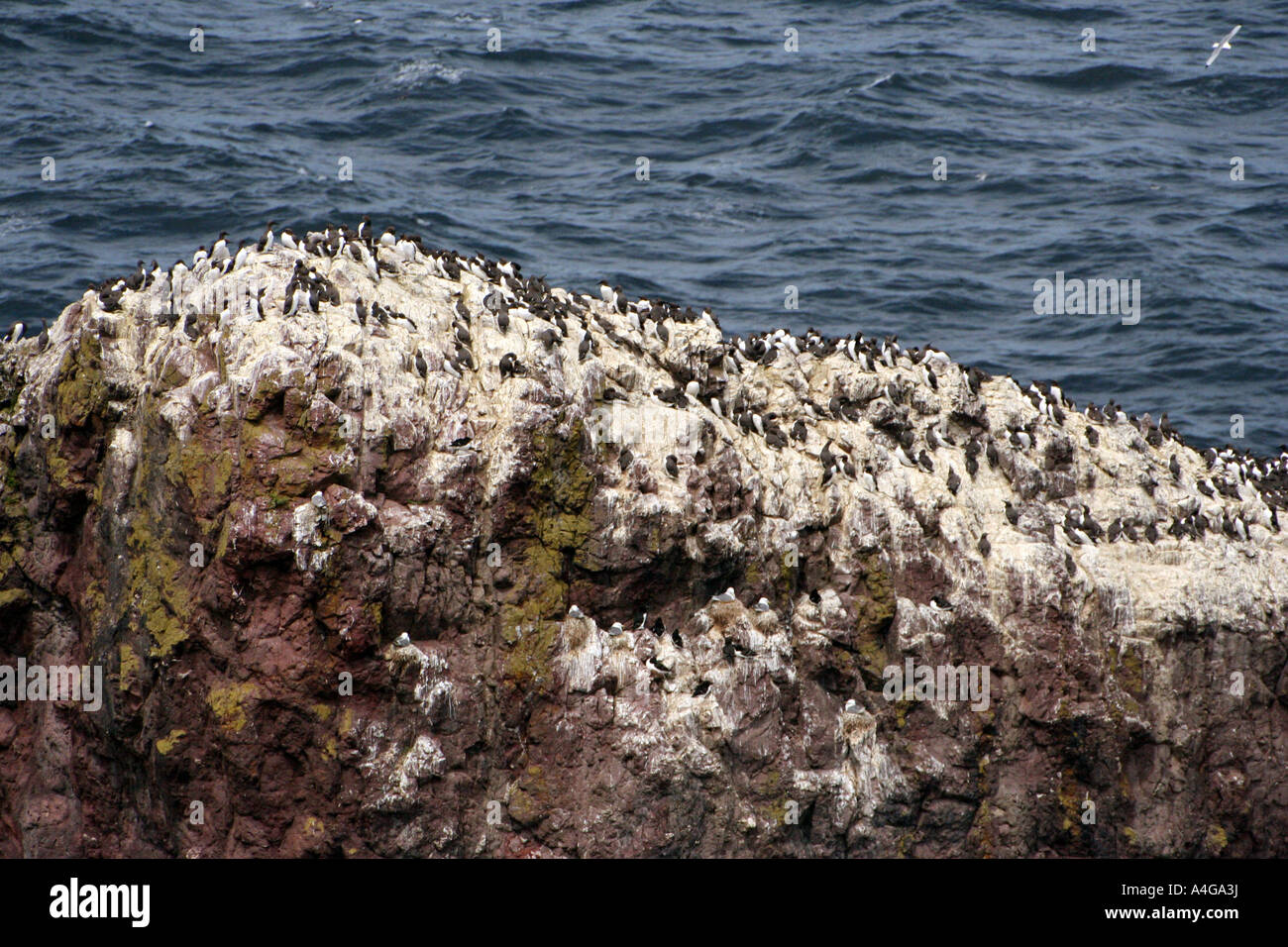 Nesting birds colony on cliffs in Scotland Stock Photo - Alamy