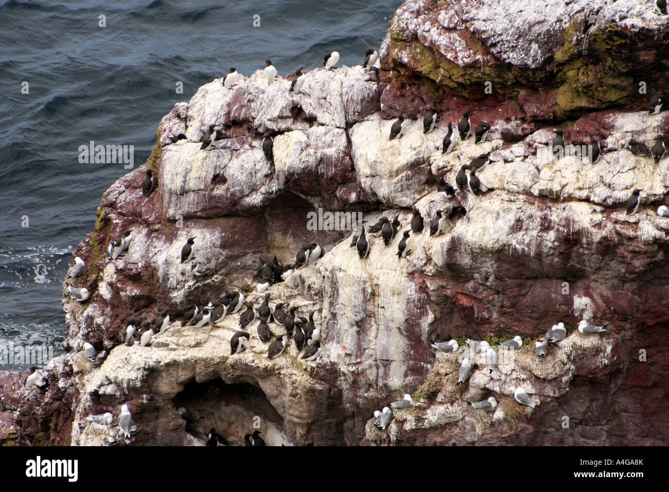 Nesting birds colony on cliffs in Scotland Stock Photo - Alamy