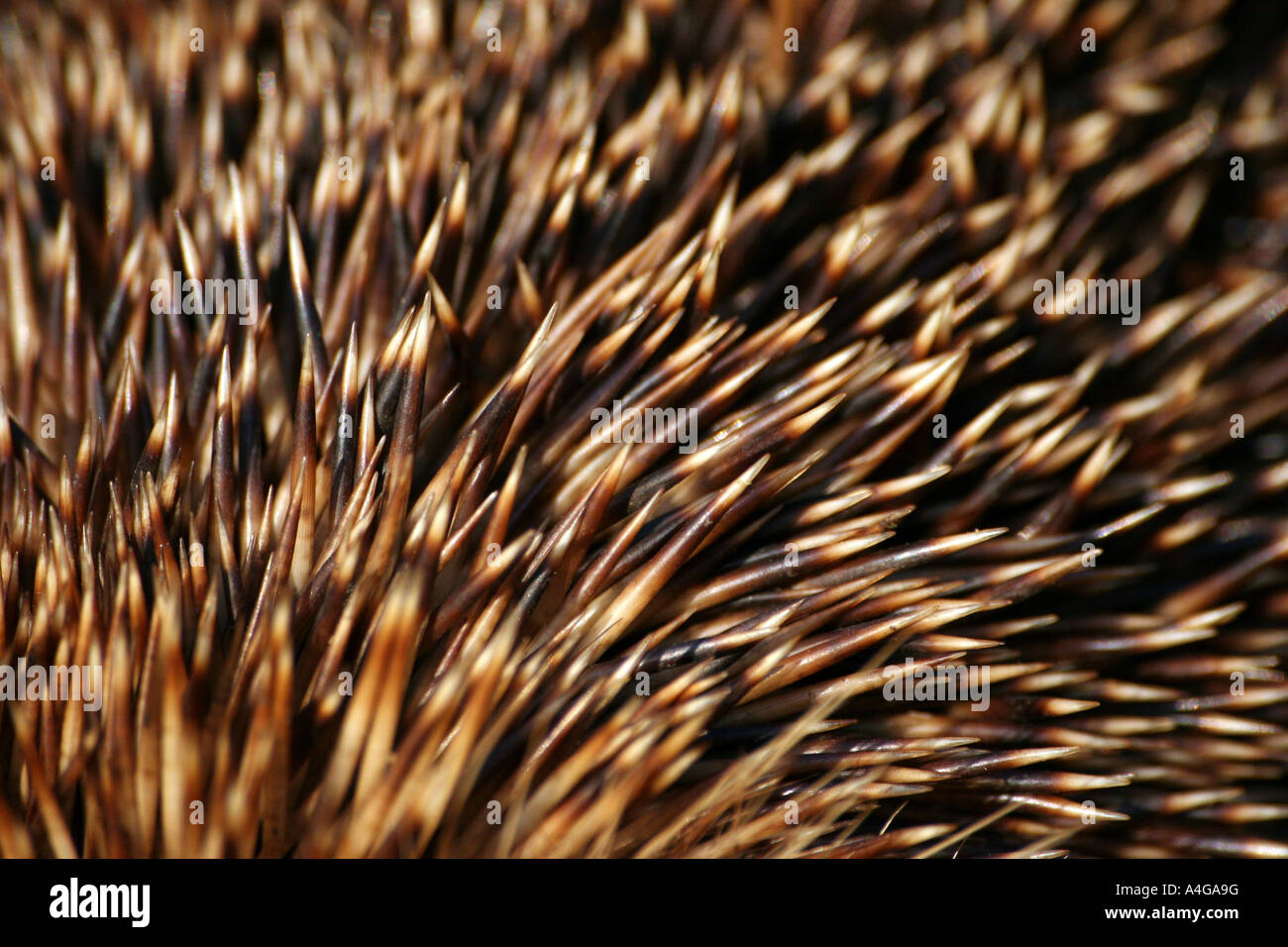 Hedgehog thorns back Stock Photo - Alamy