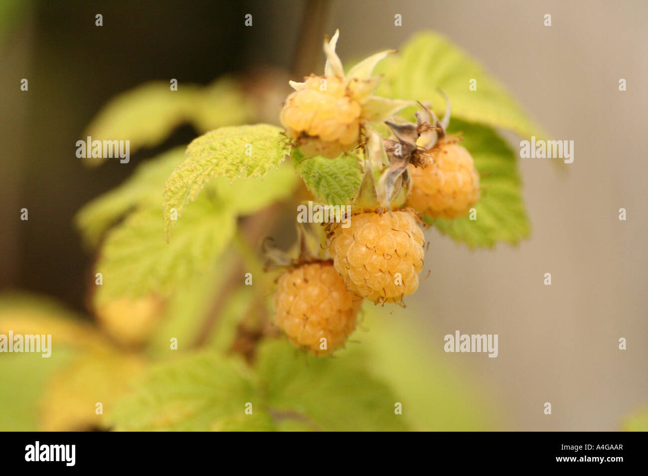 Orange yellow raspberry fruit berry Stock Photo - Alamy