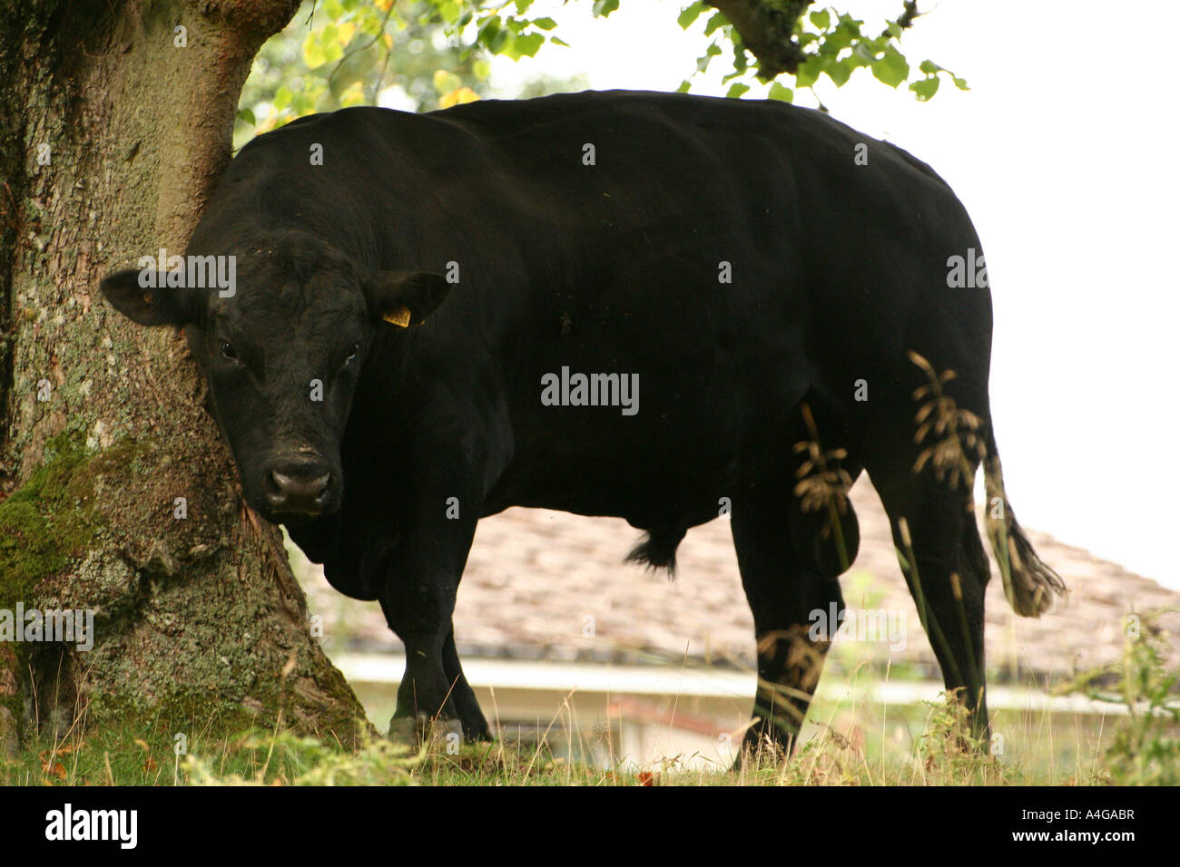 Black bull scrubbing its shoulder over a huge tree trunk Stock Photo ...