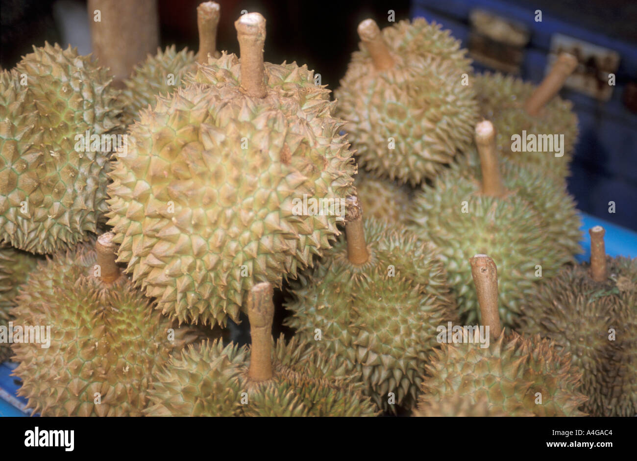 Pungent durian fruit durio zibethinus hi-res stock photography and ...