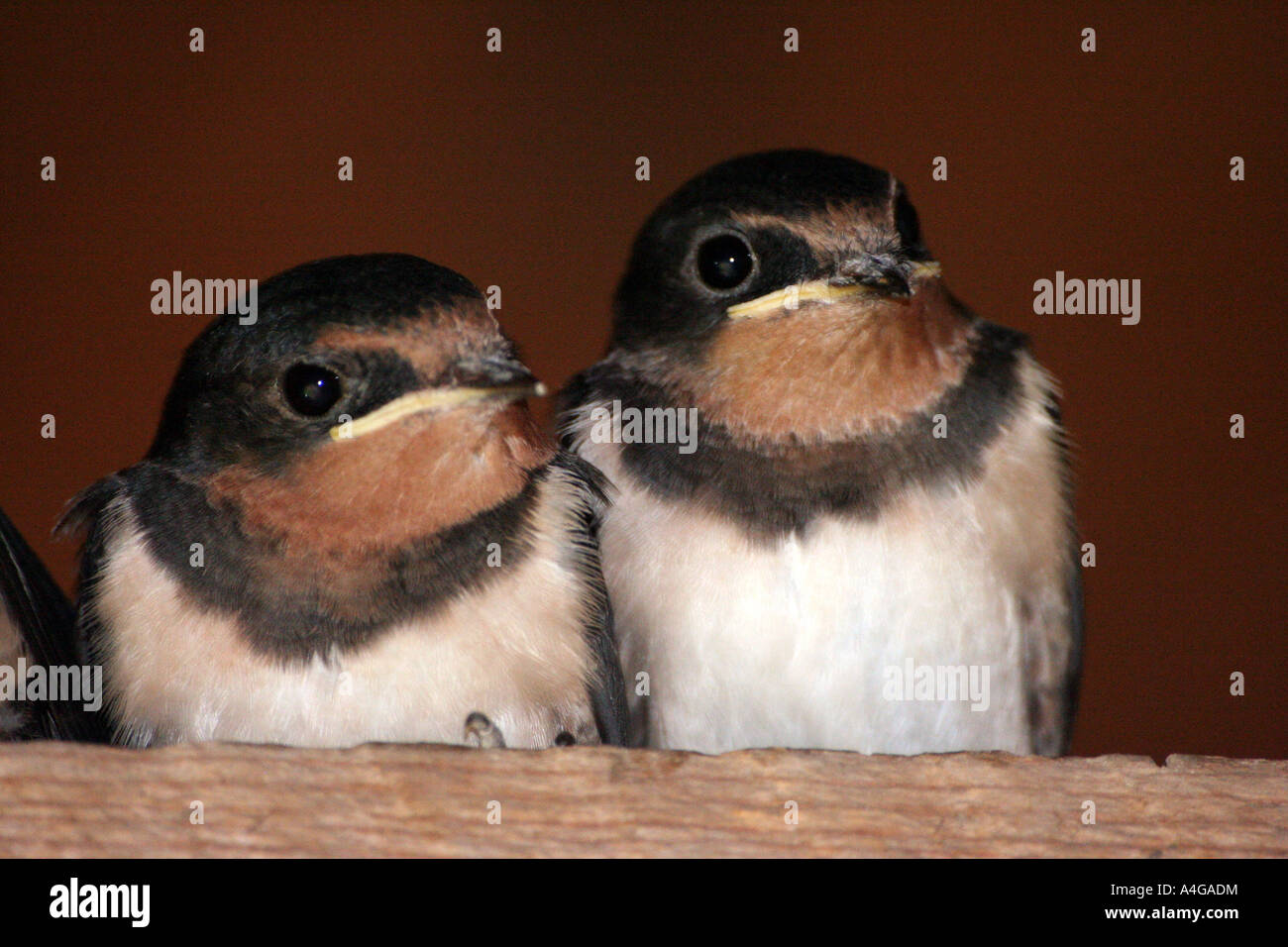 Two swallows sitting together Stock Photo - Alamy