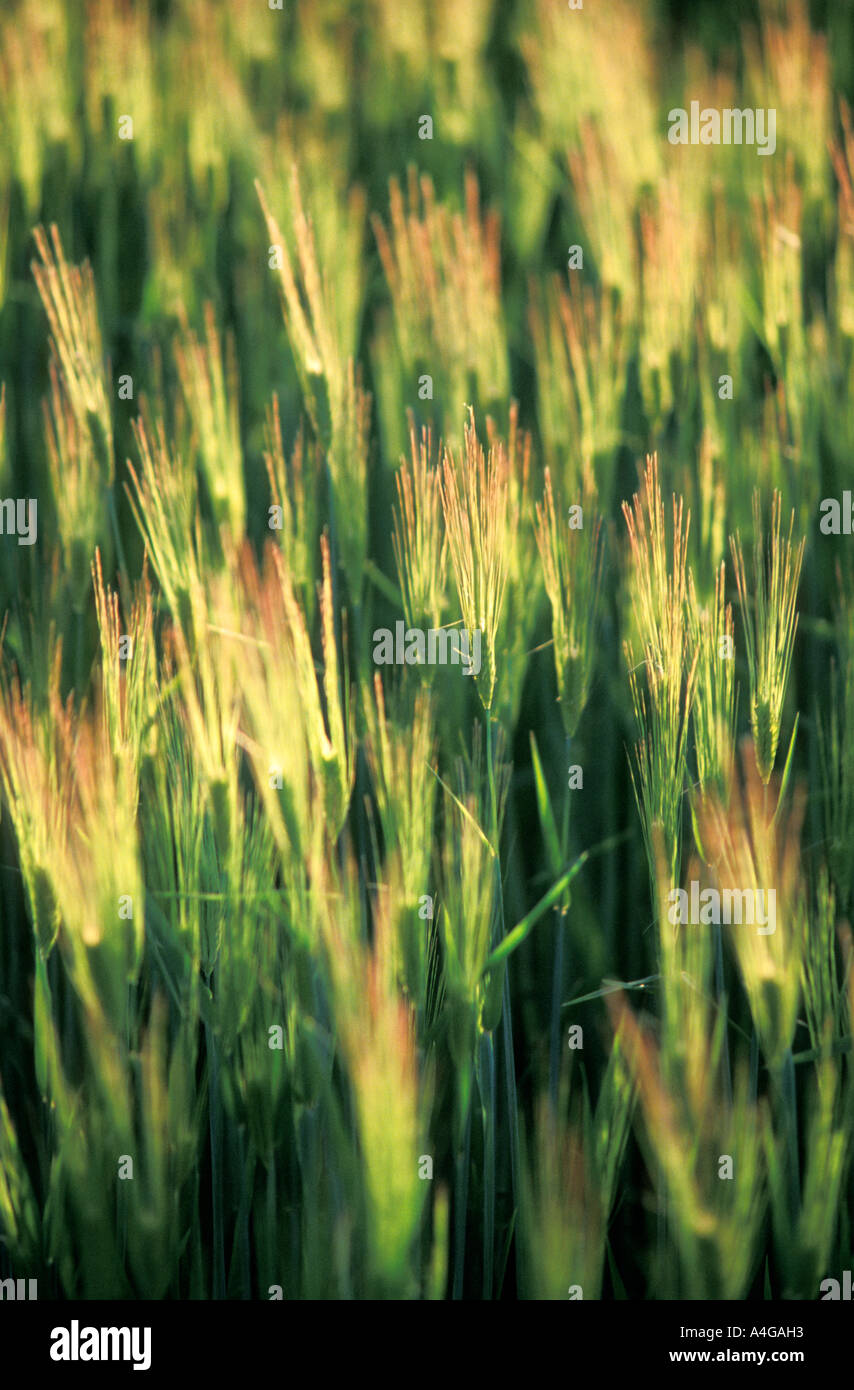 Field of wispy forms hi-res stock photography and images - Alamy
