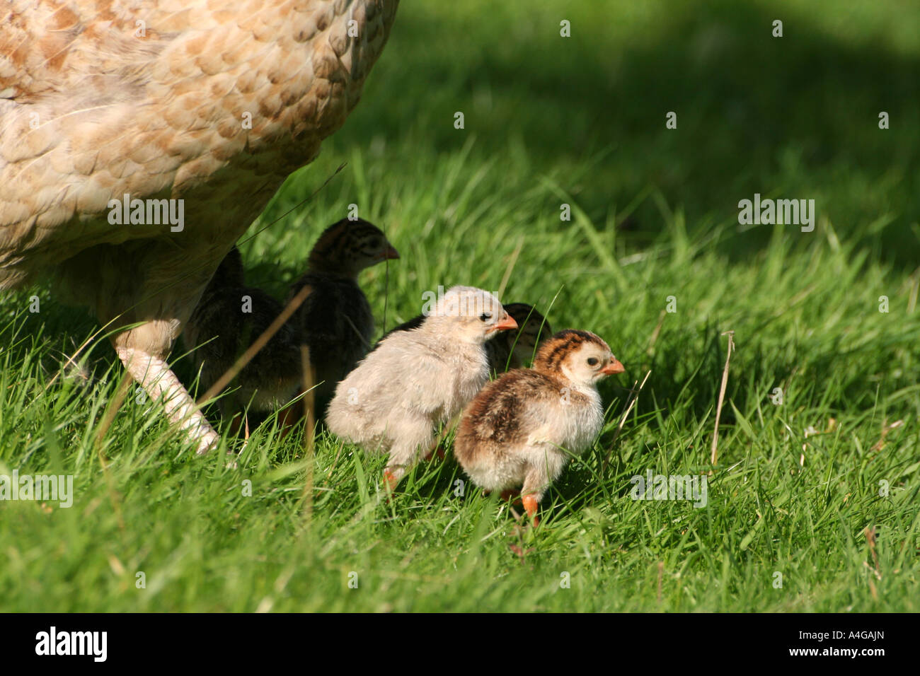 Hen and line of chicken walking on green grass meadow Stock Photo - Alamy