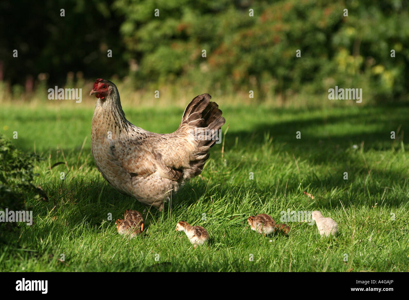 Hen and line of chicken walking on green grass meadow Stock Photo - Alamy