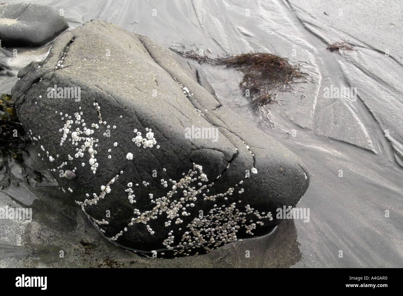Barnacle-encrusted rock on the beach in the Isle of Skye, Western ...