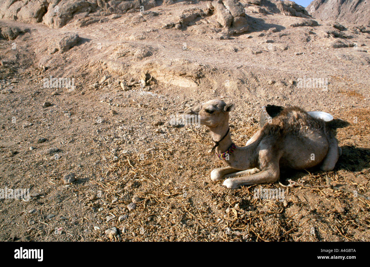 Egypt a baby of the desert hi-res stock photography and images - Alamy