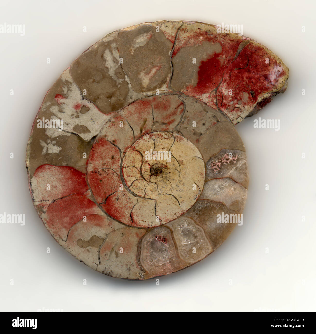 Ammonite fossil hi-res stock photography and images - Alamy