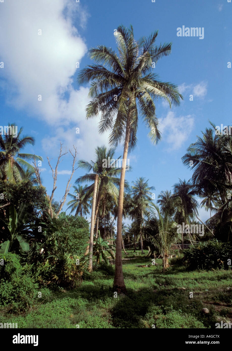Palm trees in cleared jungle Stock Photo - Alamy
