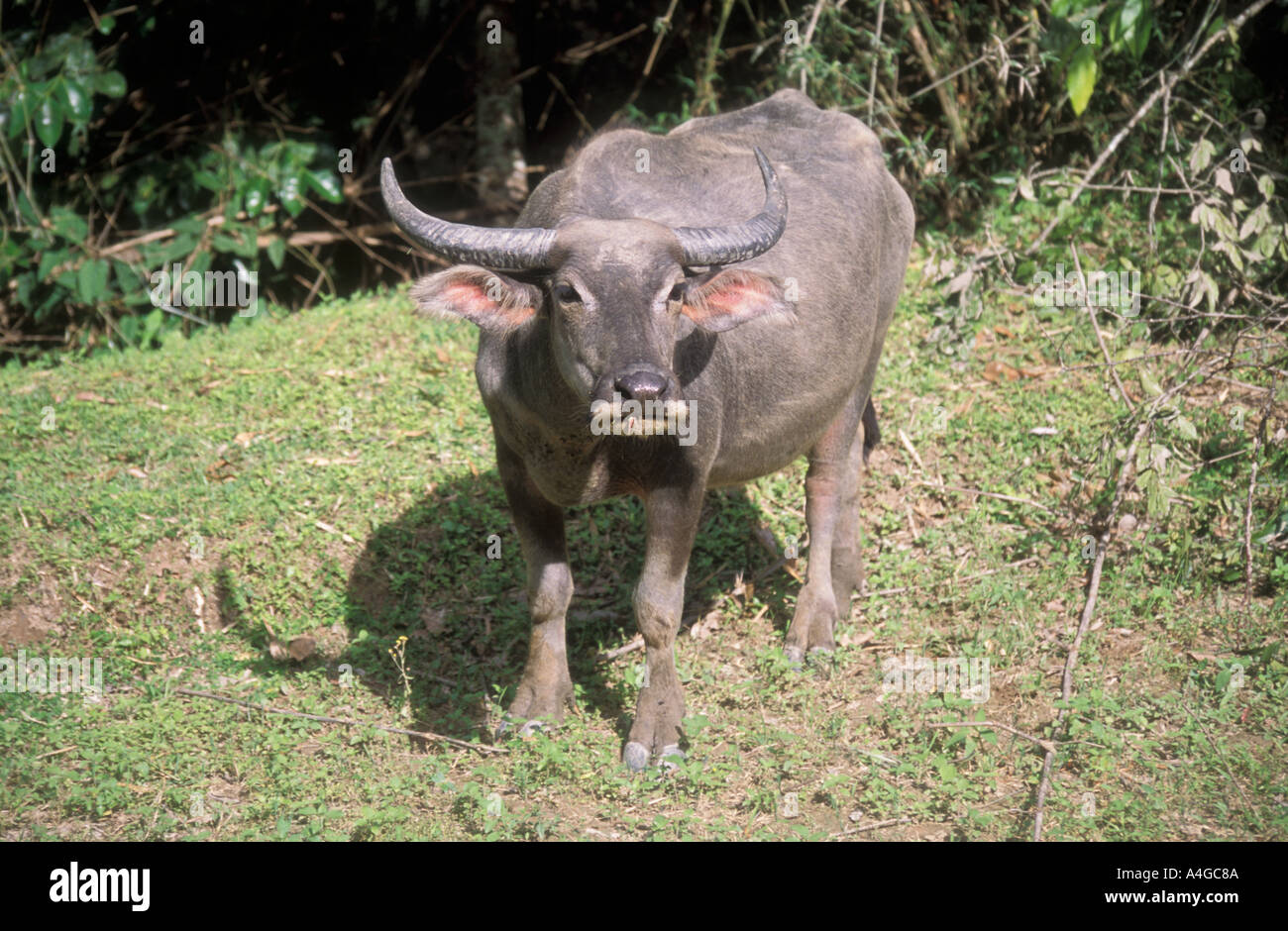 Chiang mai water buffalo hi-res stock photography and images - Alamy