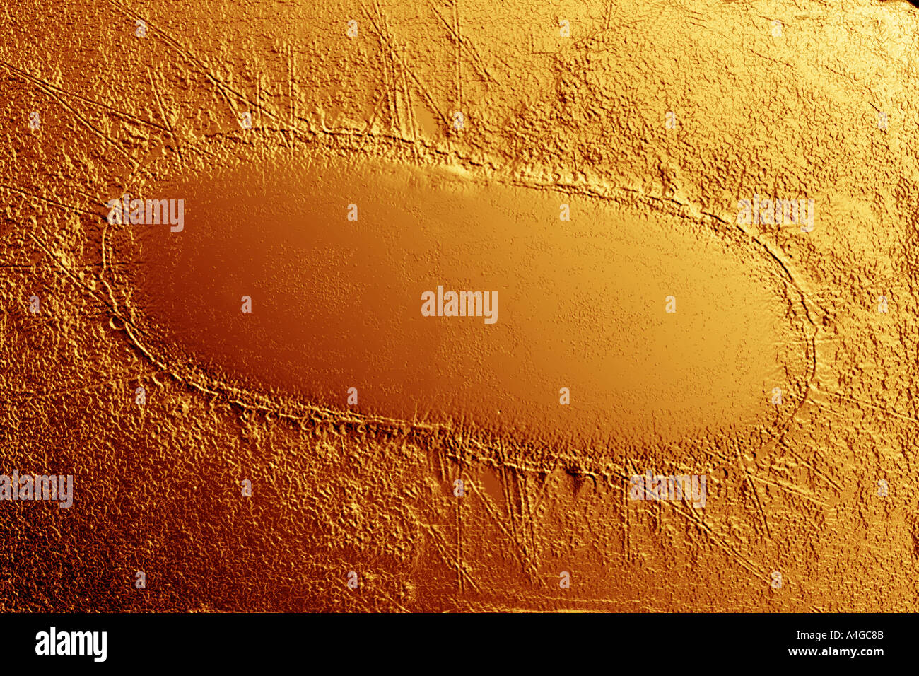 Toxigenic E coli bacterium Electron microscope image Escherichia strain ...