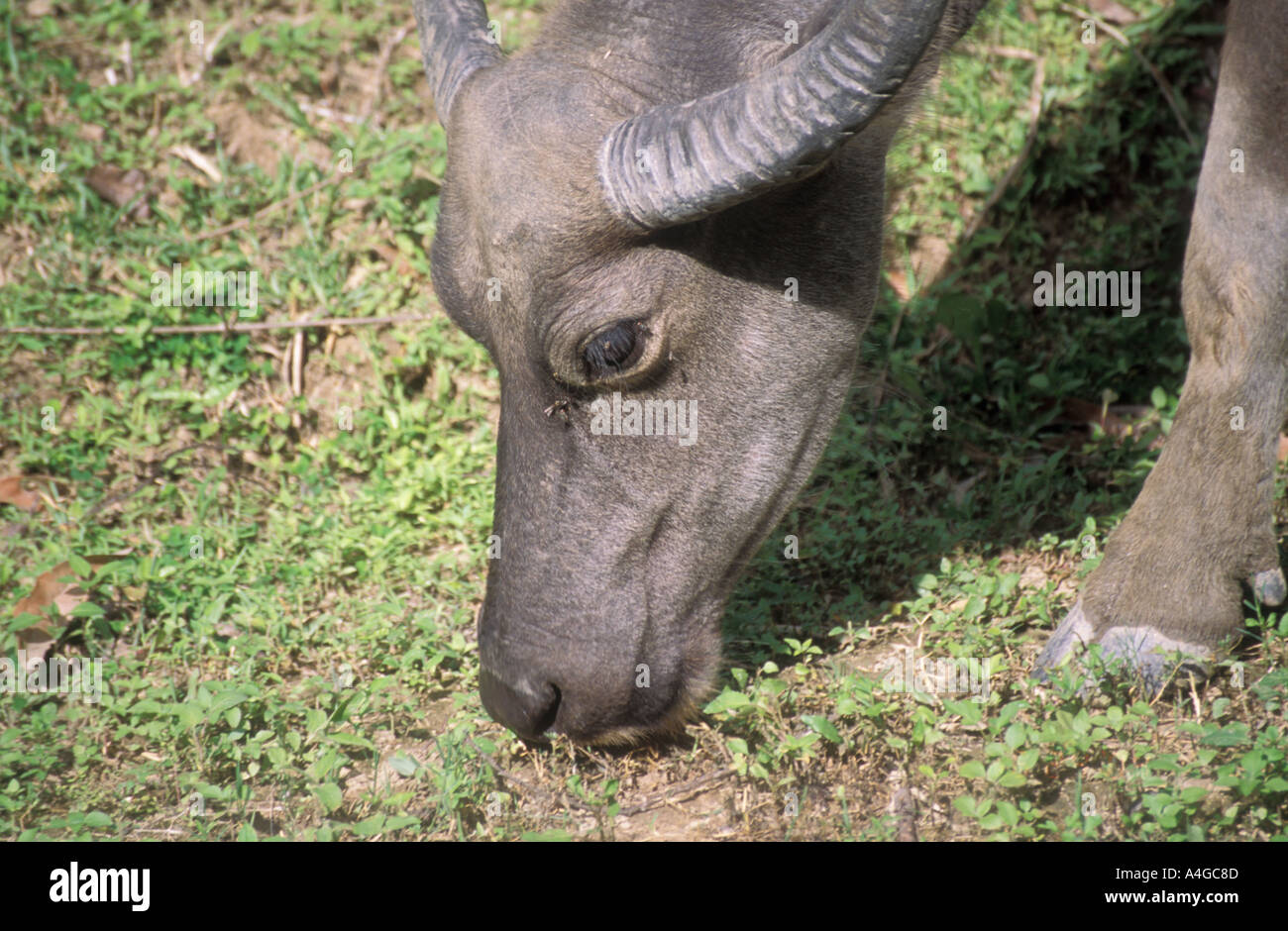 Asian Water Buffalo Southeast Asia Thailand Stock Photo - Alamy
