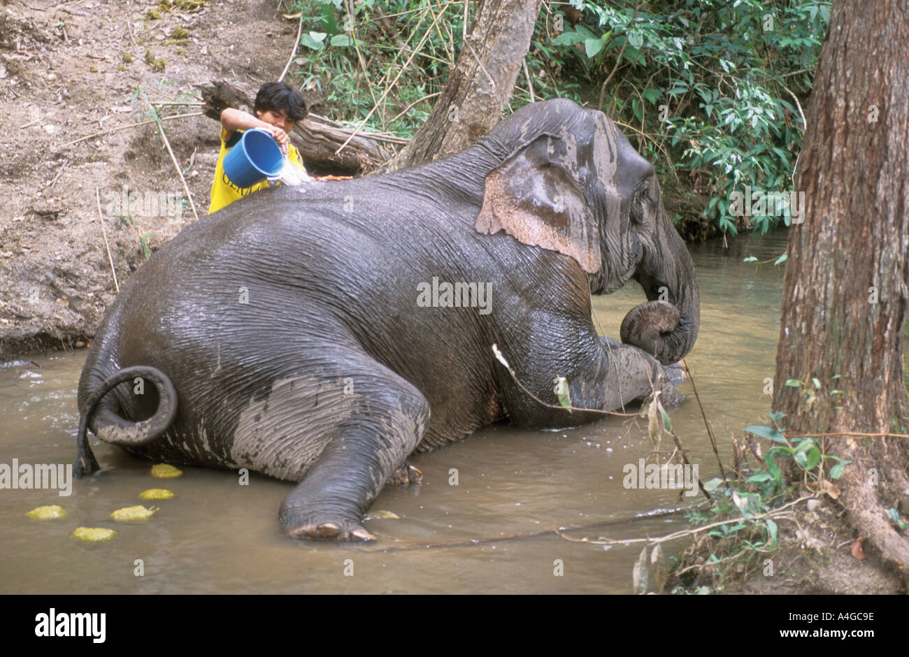 Mahout caring for his elephant hi-res stock photography and images - Alamy