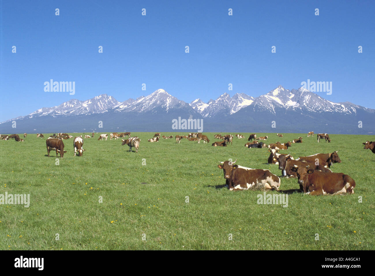 Diary cows hi-res stock photography and images - Alamy