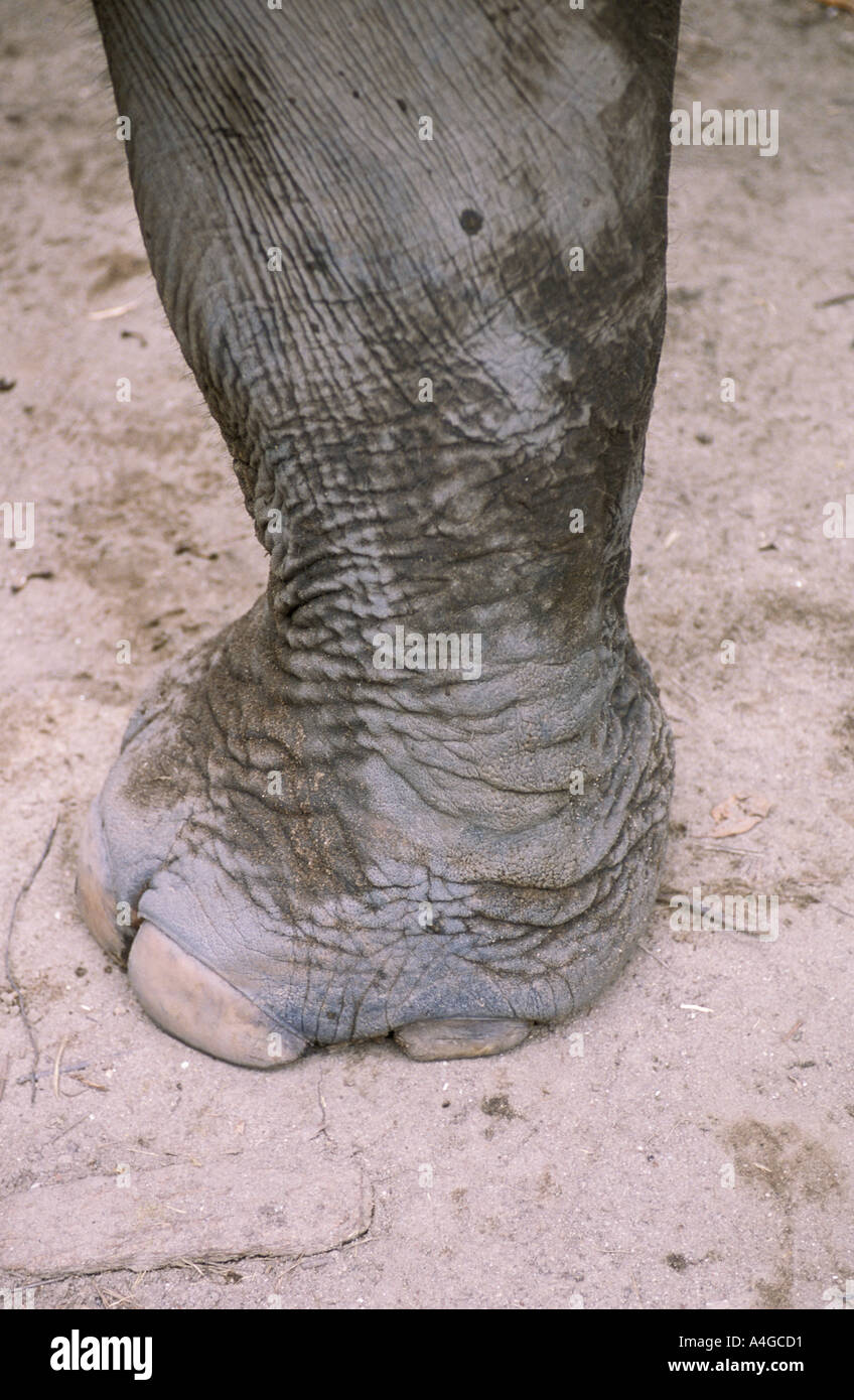 Elephant Foot Stock Photos & Elephant Foot Stock Images - Alamy