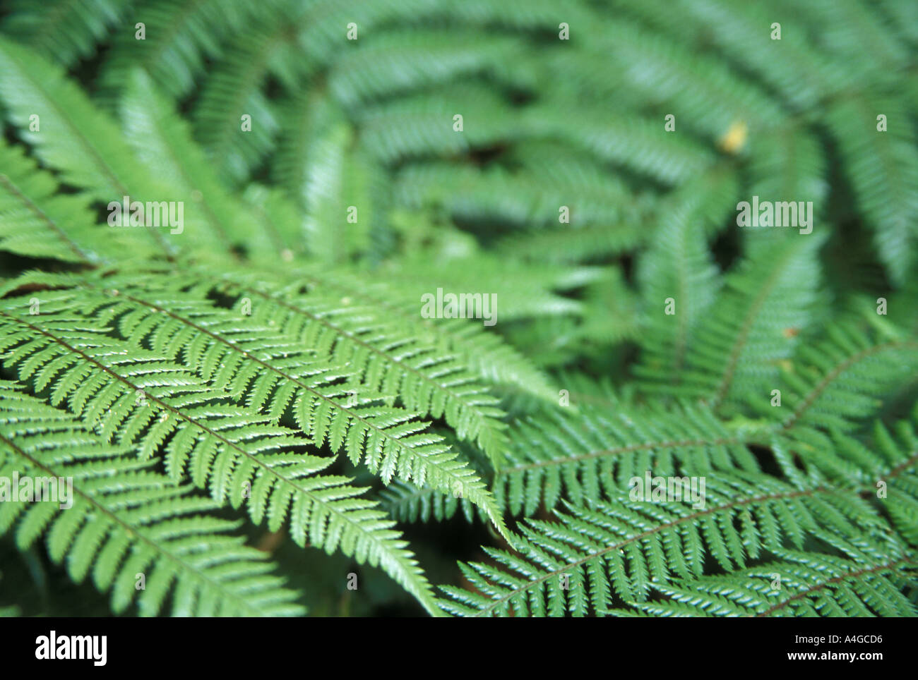 Silver fern plant hi-res stock photography and images - Alamy