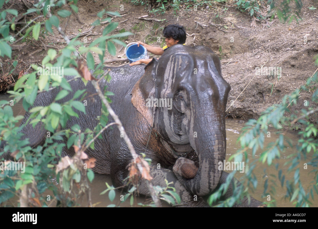Elephant being washing hi-res stock photography and images - Alamy