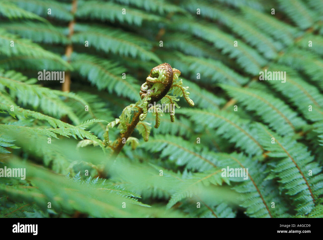 Unfurling silver fern hi-res stock photography and images - Alamy