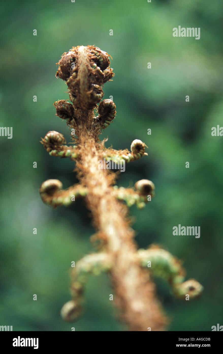 Silver fern plant hi-res stock photography and images - Alamy