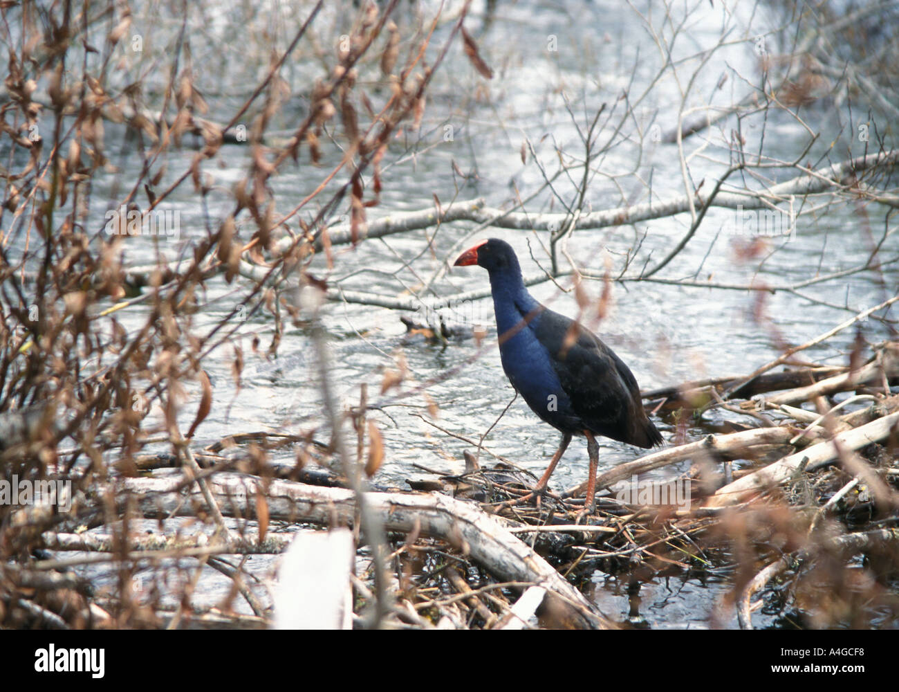 Pukeko wildlife hi-res stock photography and images - Alamy