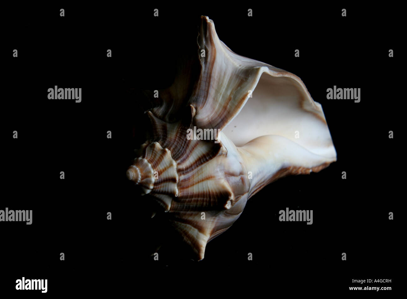 Sea shell against a black background Stock Photo - Alamy