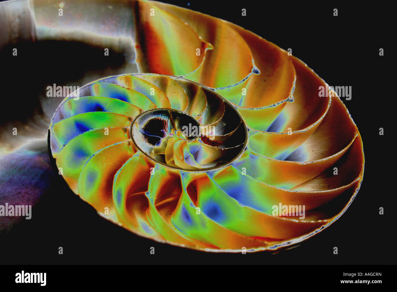 Sliced Chambered Nautilus with abstract colors Stock Photo - Alamy