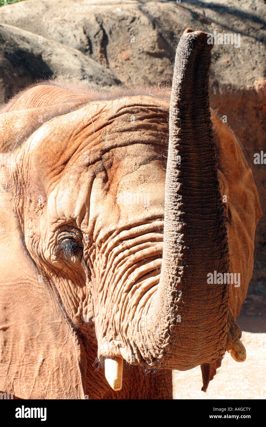 Elephant with trunk raised Stock Photo - Alamy