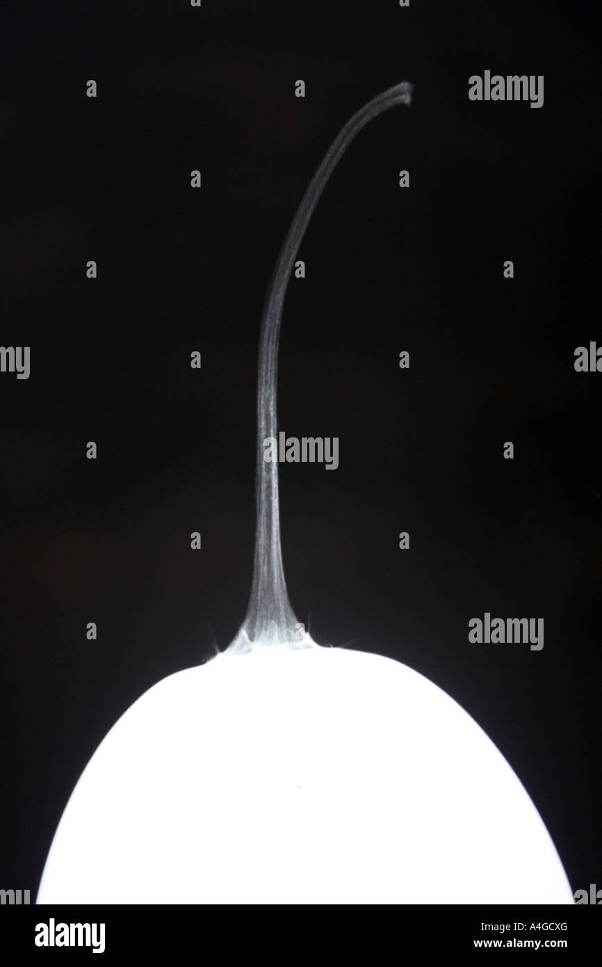 x-ray fruit and stem Stock Photo - Alamy