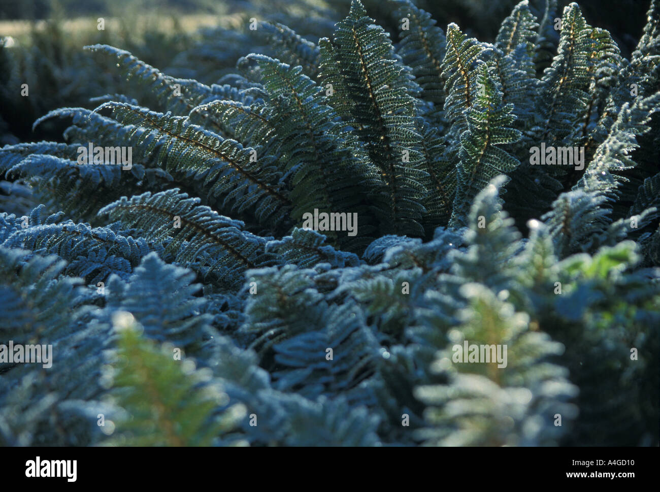 Alpine ferns hi-res stock photography and images - Alamy