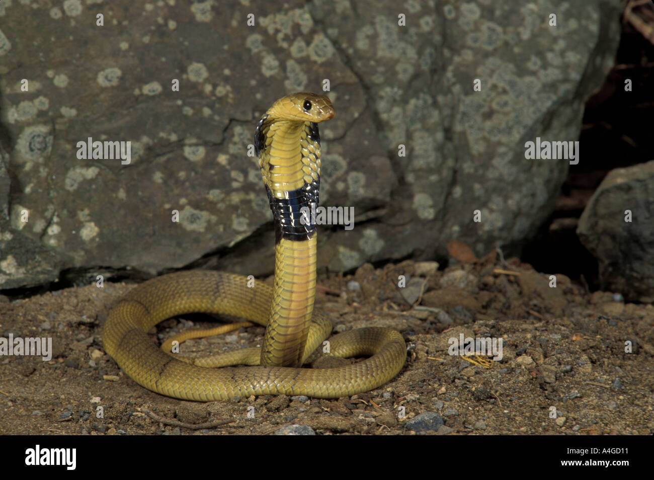 Banded cobra hi-res stock photography and images - Alamy